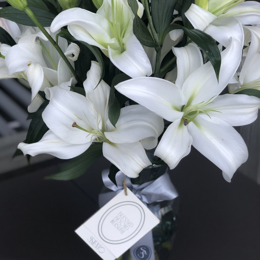 FLORES BLANCAS CASA BLANCAS - SSIENTO MTY